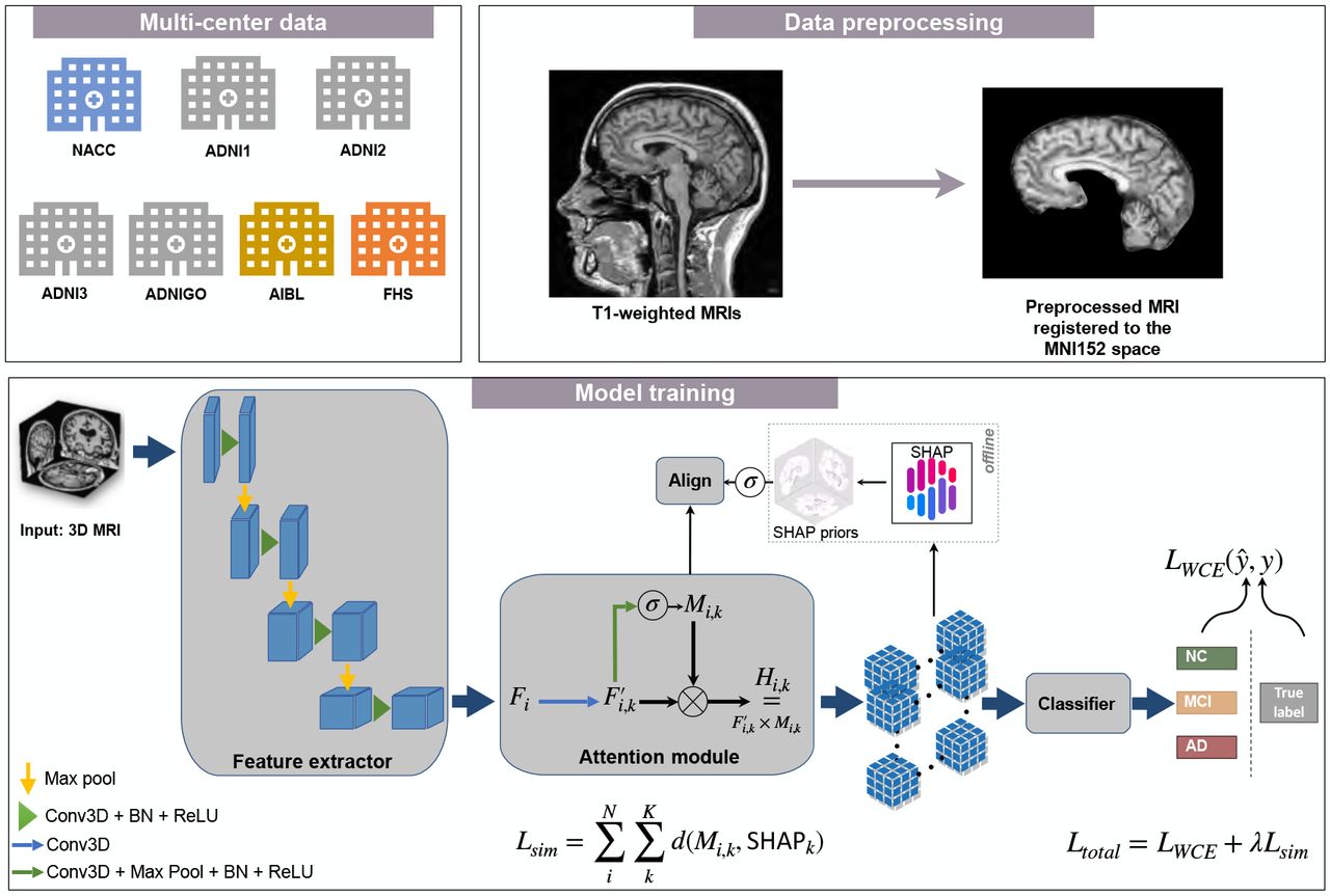 Disease-driven domain generalization for neuroimaging-based assessment of Alzheimer’s disease ...